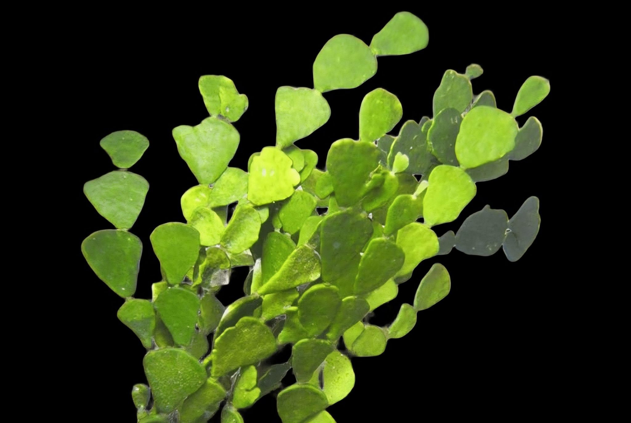 Halimeda discoidea - Coral Evolution | Tienda online de acuarios marinos